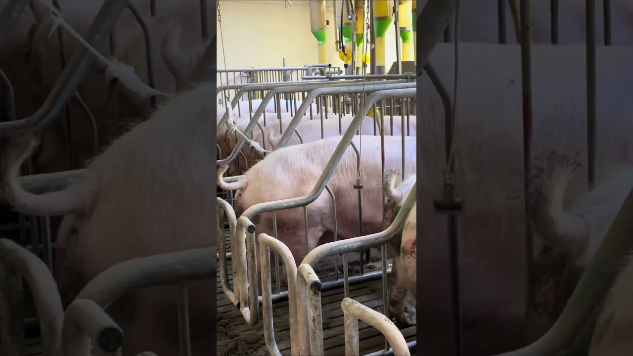 Pig AI Techniques for Beginners - Florida Crypto Paradise